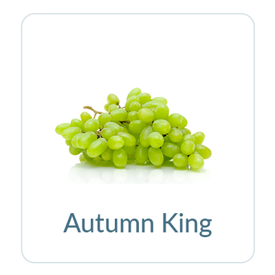 Categories – Suri Agro Fresh