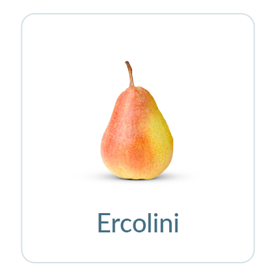 Categories – Suri Agro Fresh