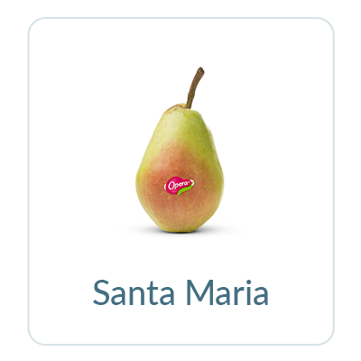 Categories – Suri Agro Fresh